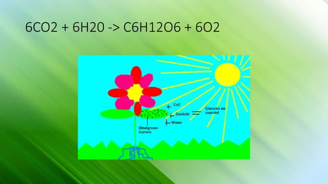 Fotosynthese w.a.dean