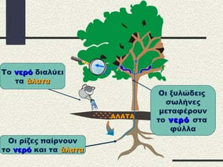 Fotosynthesi | PPT