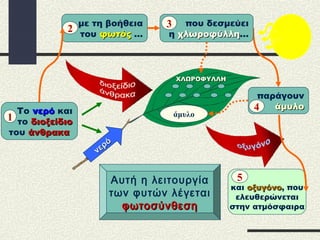 Fotosynthesi | PPT