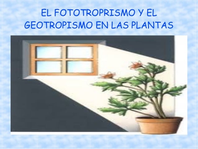 Fototropismo y geotropismo experimento