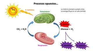Fotosíntesis y Respiración | PPT