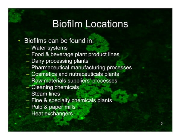 Early Biofilm Detection | PDF