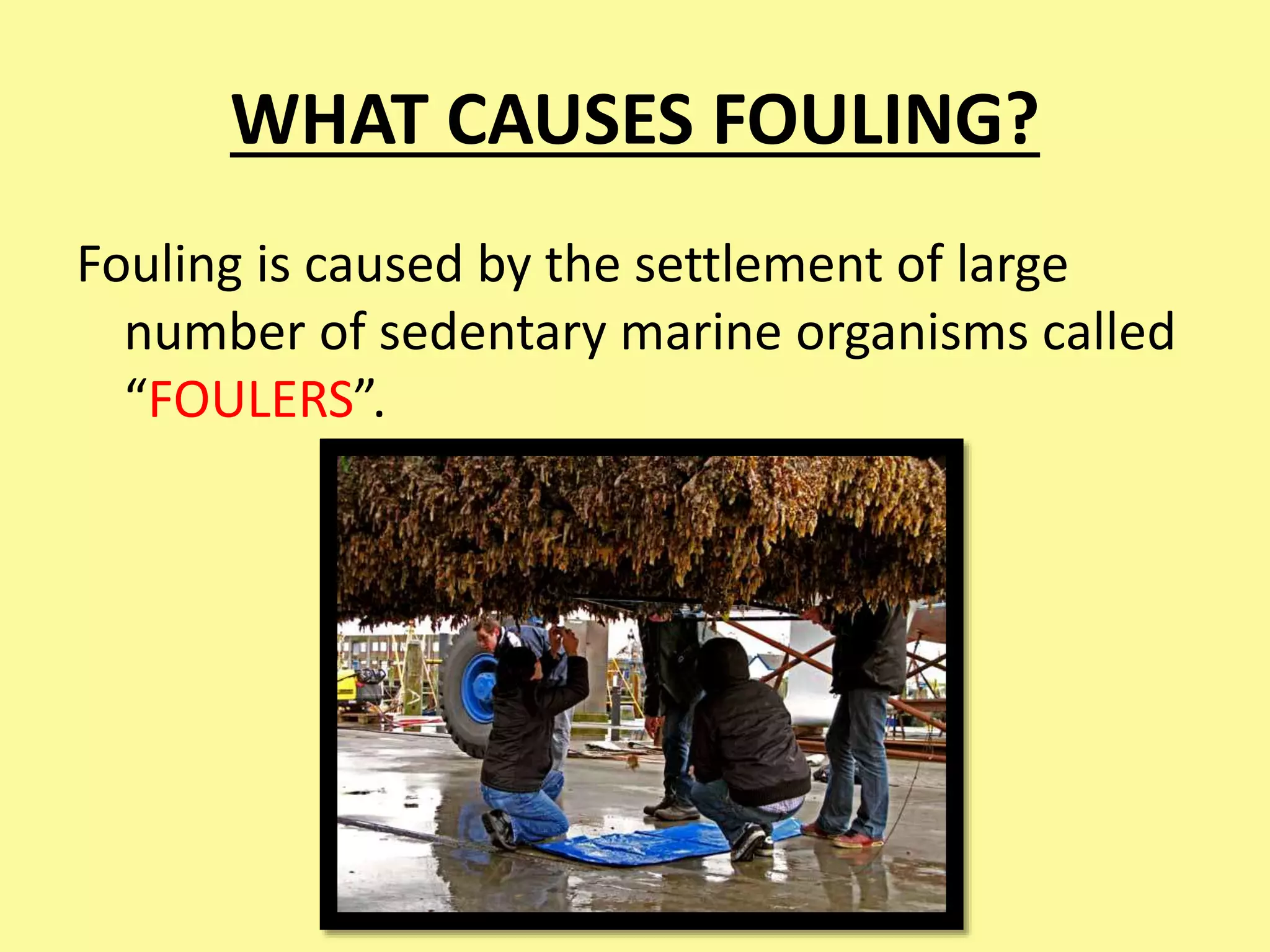 Fouling organisms | PPTX