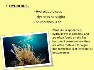 Fouling organisms | PPTX