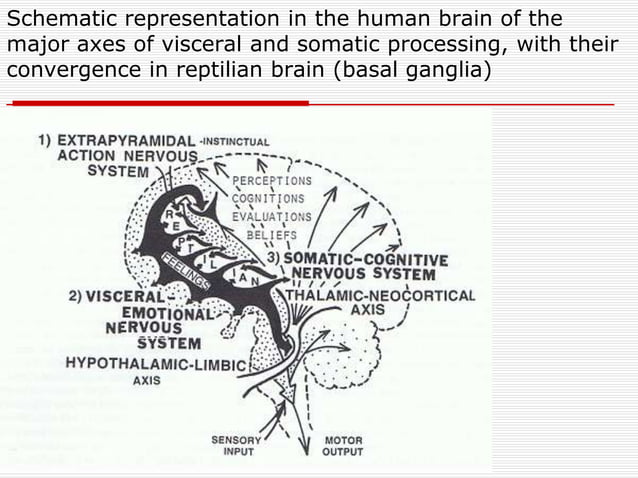 Affective Neuroscience with Jaak Panksepp | PPT | Brain and Nervous ...