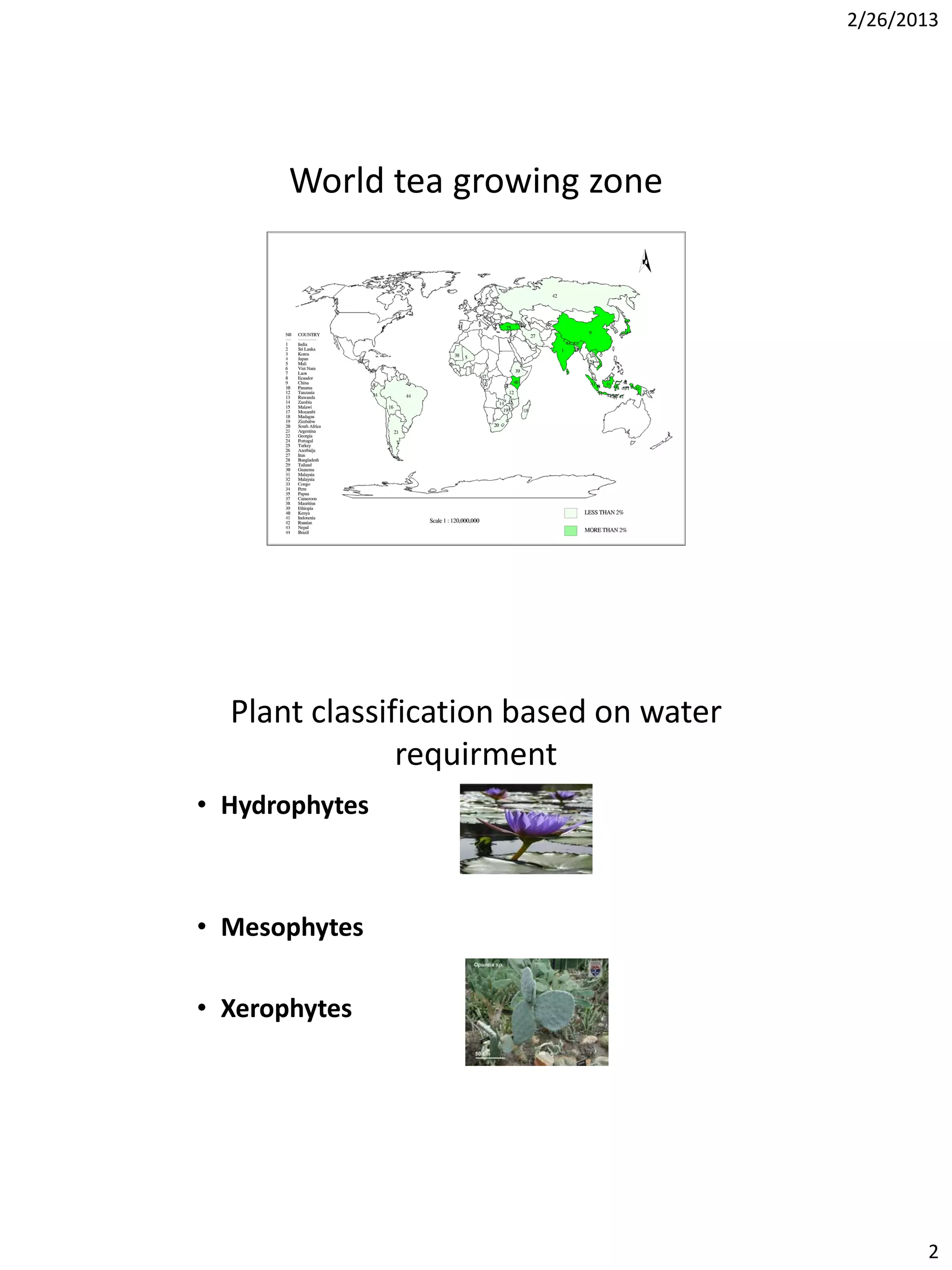 Fundamental Biology of Tea | PDF