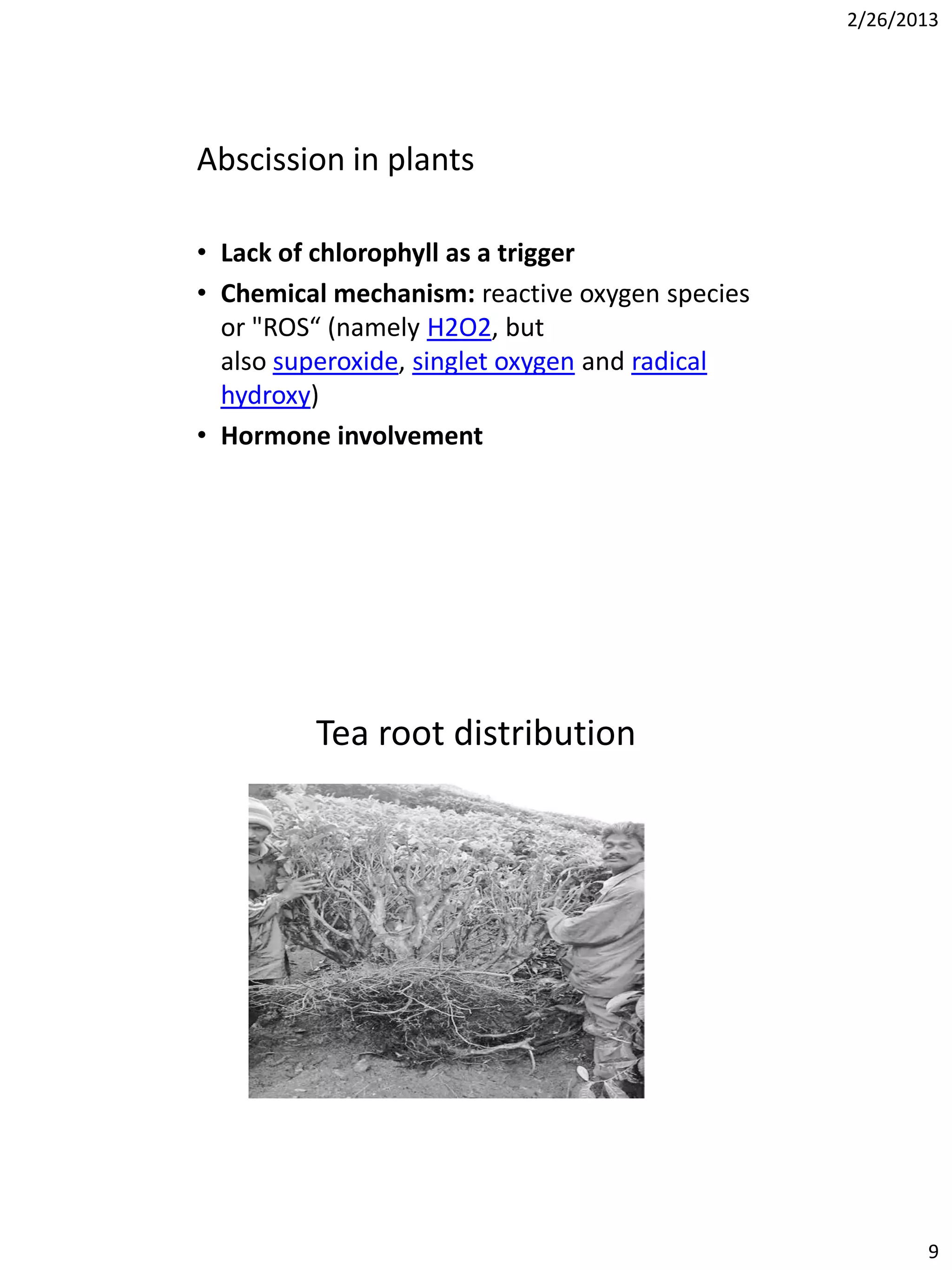 Fundamental Biology of Tea | PDF