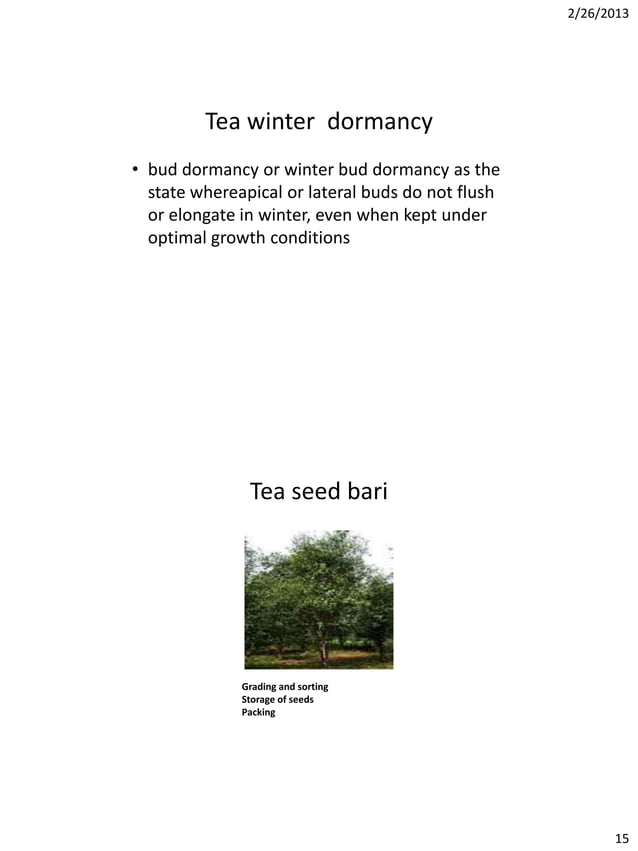 Fundamental Biology of Tea | PDF