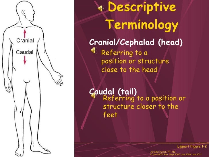 Foundational kinesiology module 1 basic concepts- jan 2011