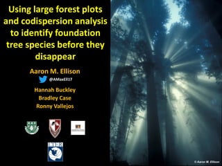 Using large forest plots and codispersion analysis to identify foundation tree species before ...