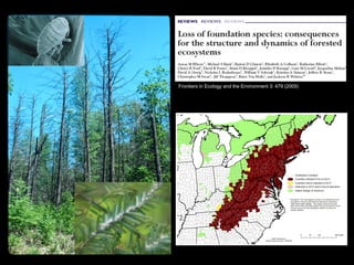 Using large forest plots and codispersion analysis to identify foundation tree species before ...
