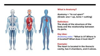 Foundations of the Human Body: Anatomy, Physiology, and Biochemistry ...