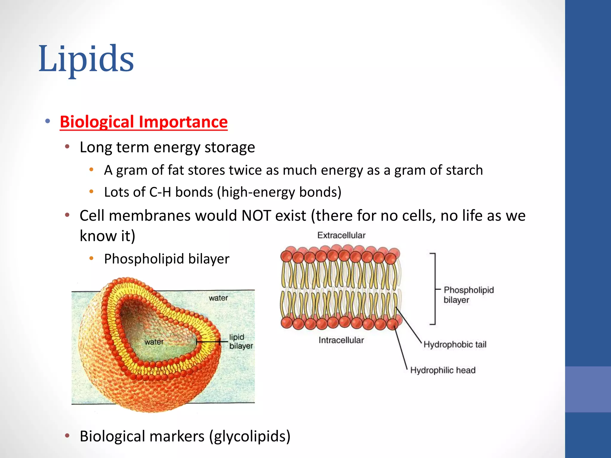 Four classes of macromolecules | PPT