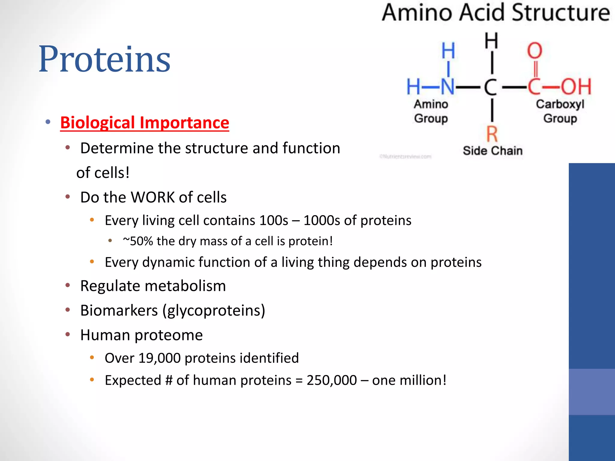 Four classes of macromolecules | PPT