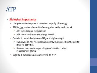 Four classes of macromolecules | PPT