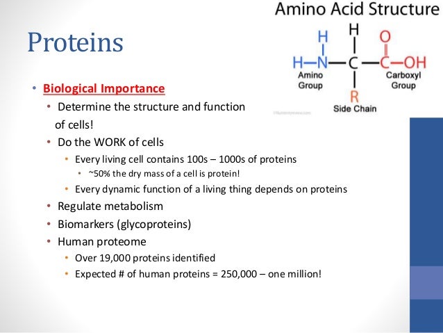 What Are The 4 Types Of Macromolecules And Their Functions
