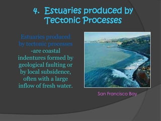 Four divisions of estuary | PPT