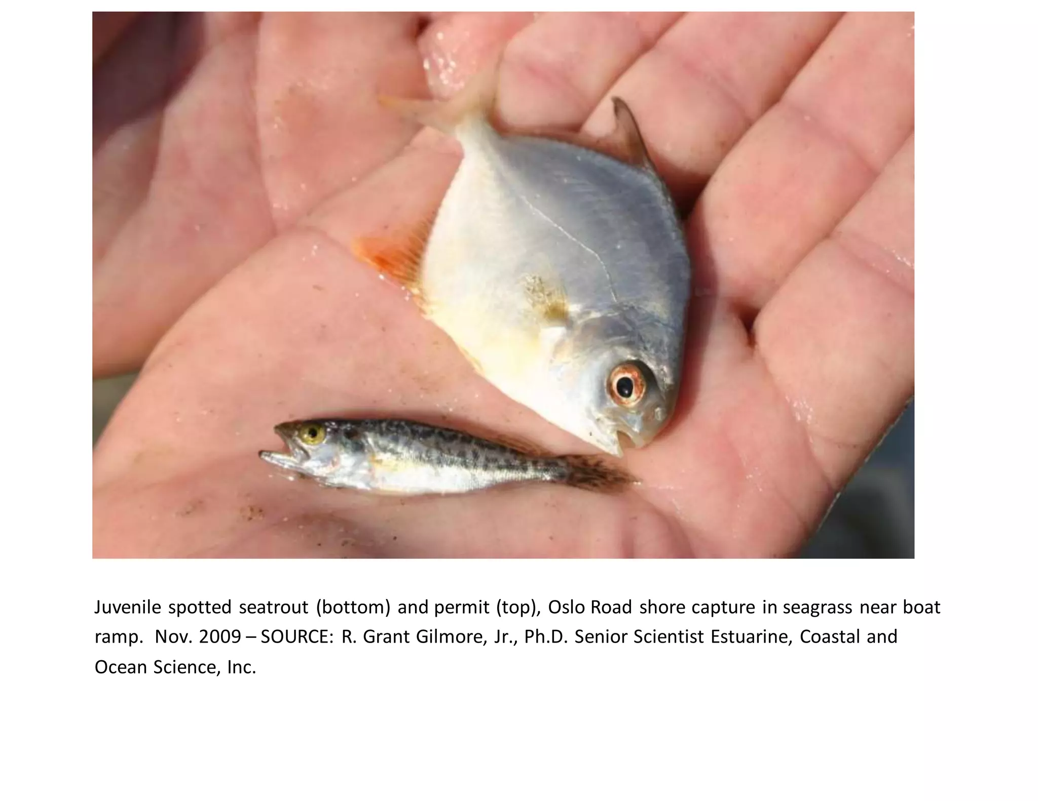 Fish that use Oslo as a spawning habitat