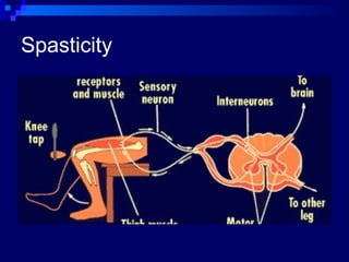 Four hot topics ms (2) | PPT