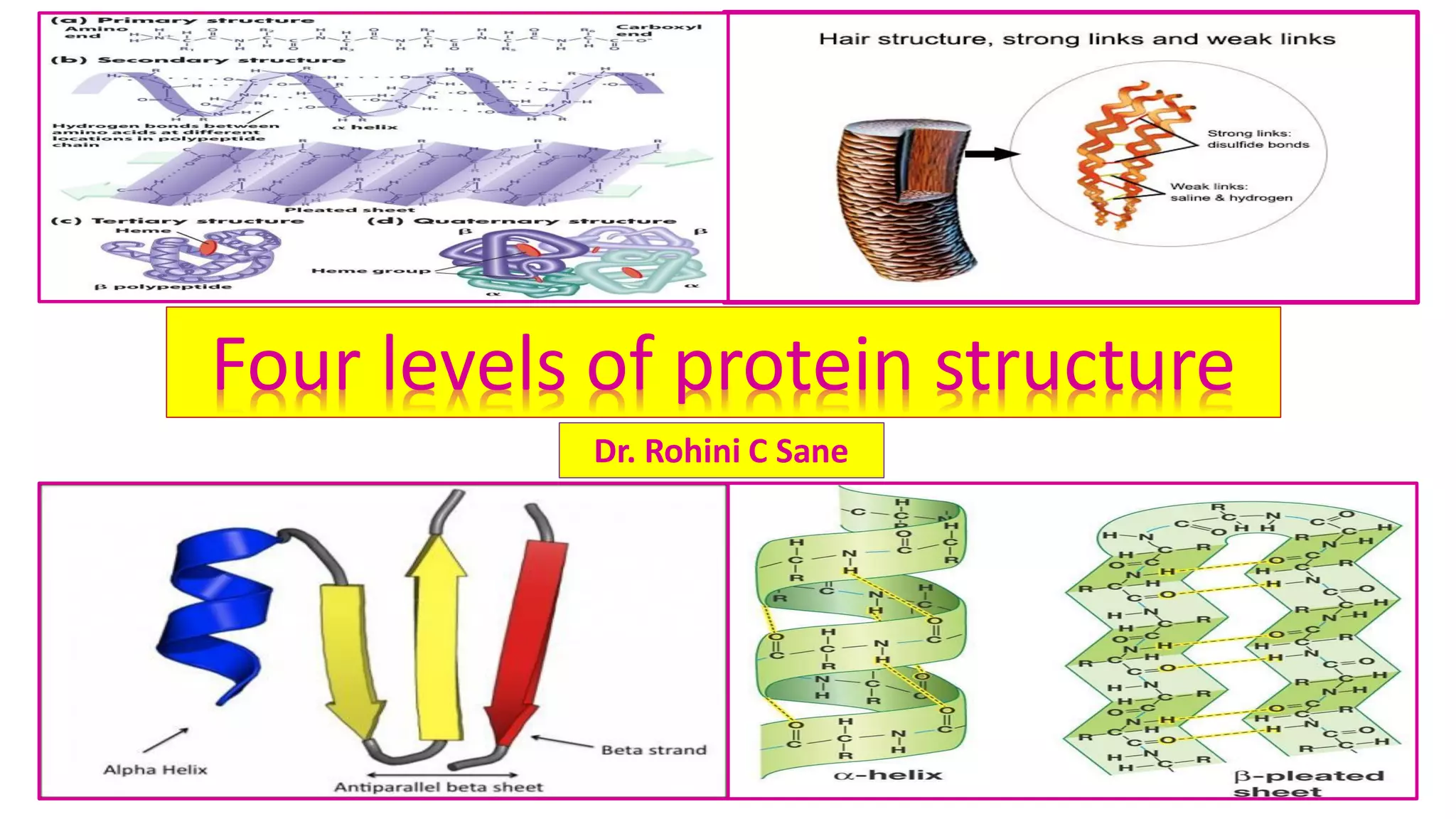 Four levels of protein structure | PDF