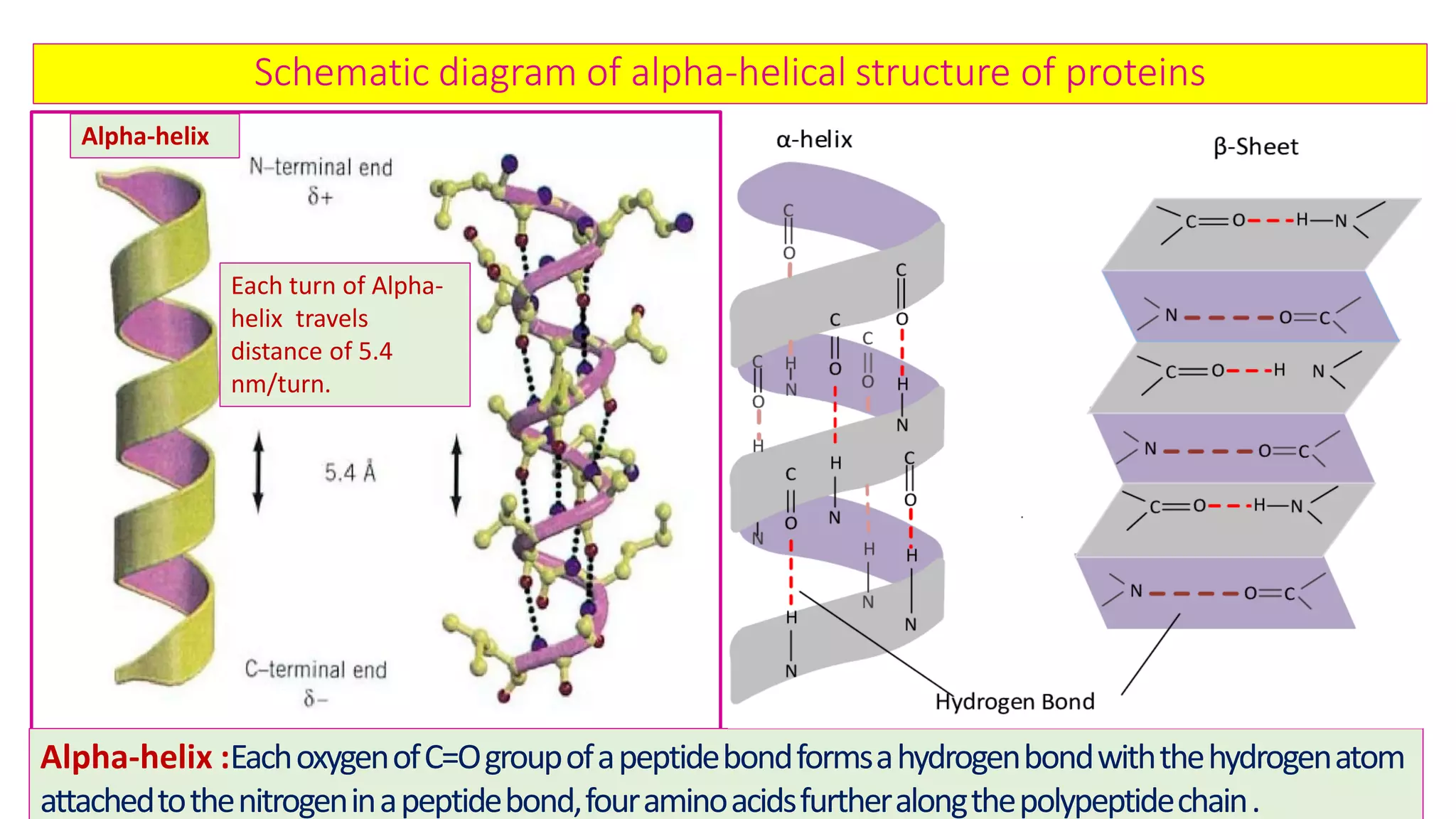 Four levels of protein structure | PDF