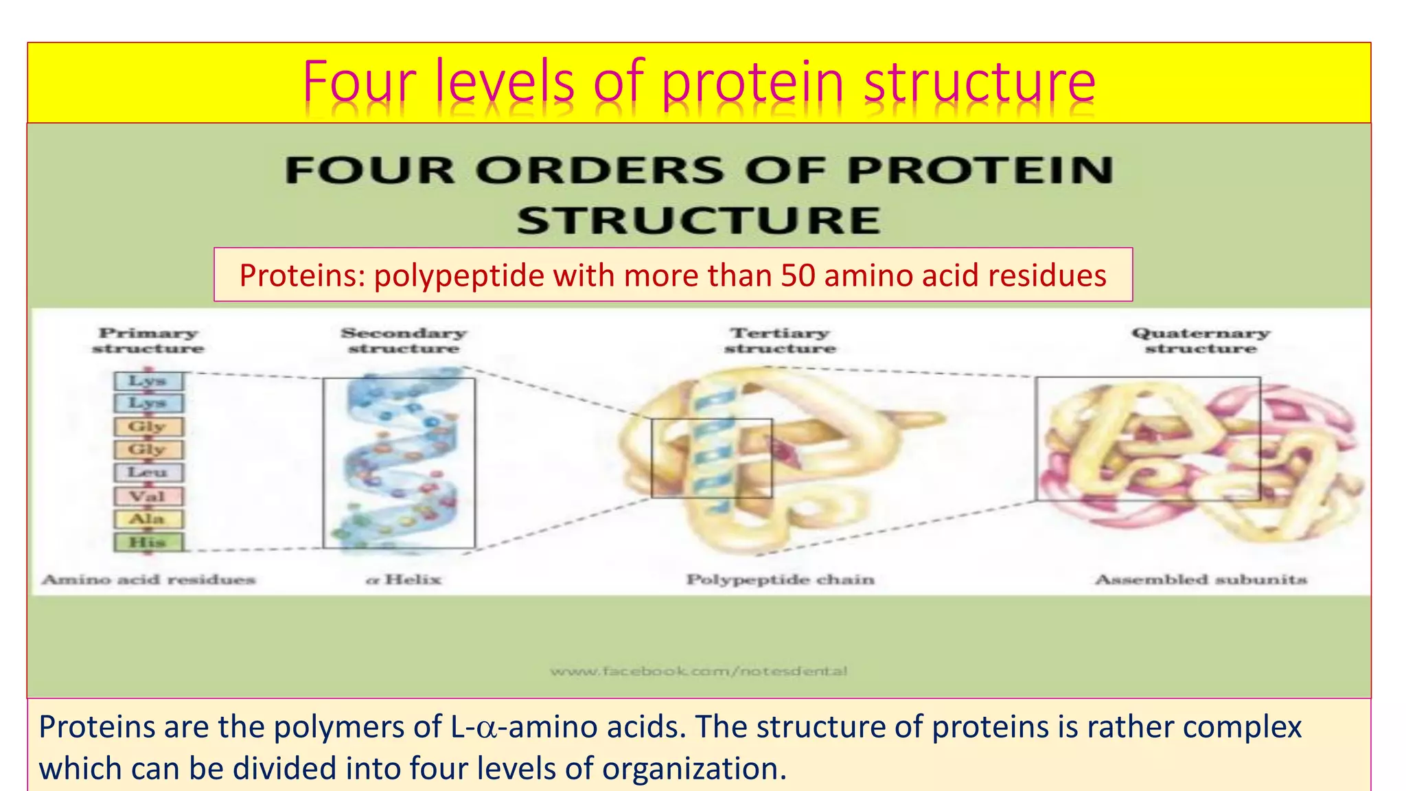 Four levels of protein structure | PDF