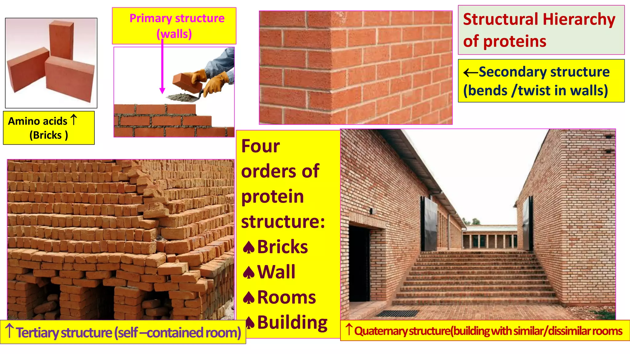 Four levels of protein structure | PDF