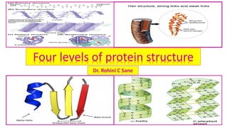 4 Levels Of Protein Structure