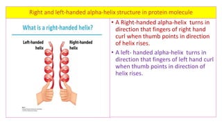 Four levels of protein structure | PDF