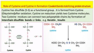 Four levels of protein structure | PDF