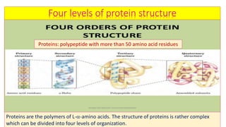 Protein Structure Levels