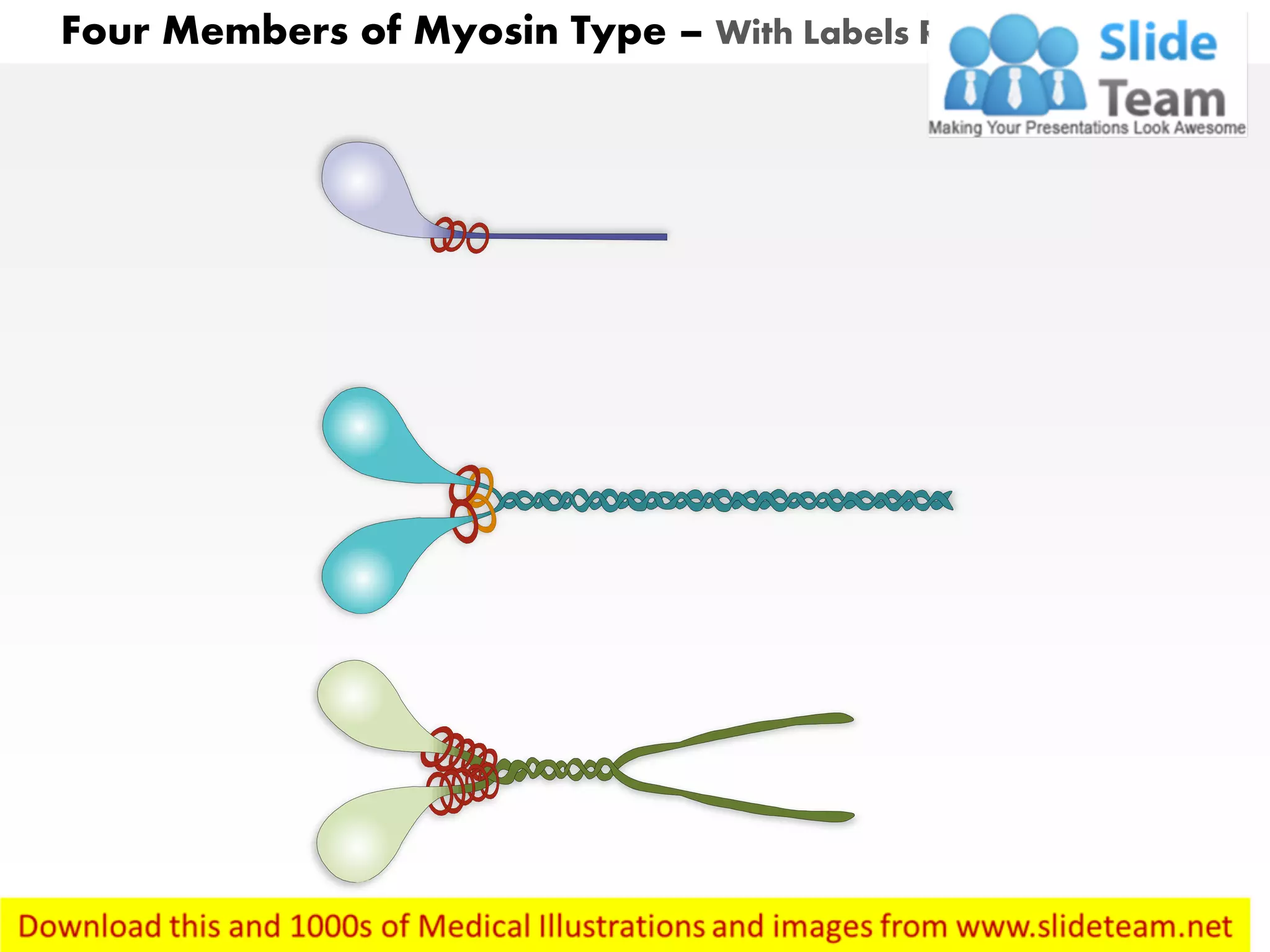 Four members of the myosin type medical images for power point | PDF