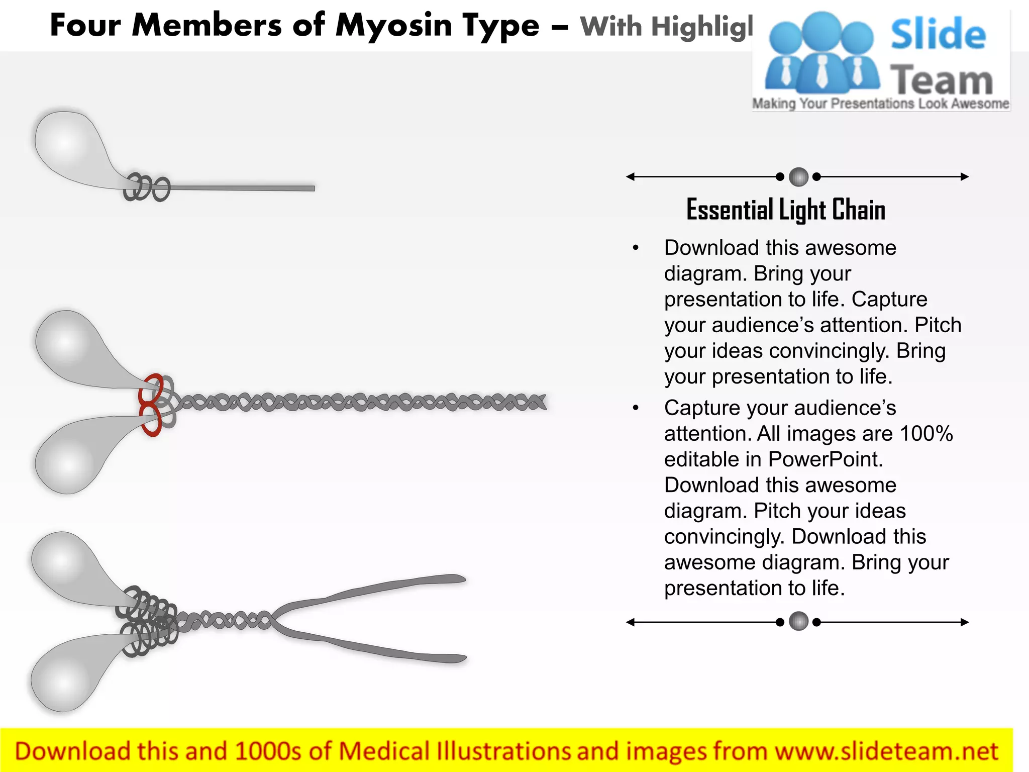 Four members of the myosin type medical images for power point | PDF