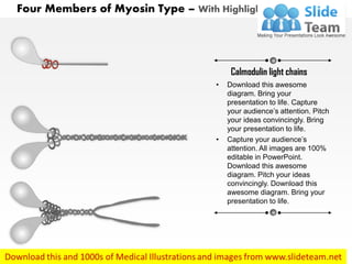 Four members of the myosin type medical images for power point | PDF ...