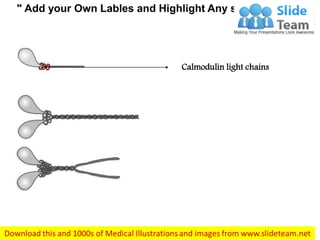 Four members of the myosin type medical images for power point | PDF ...