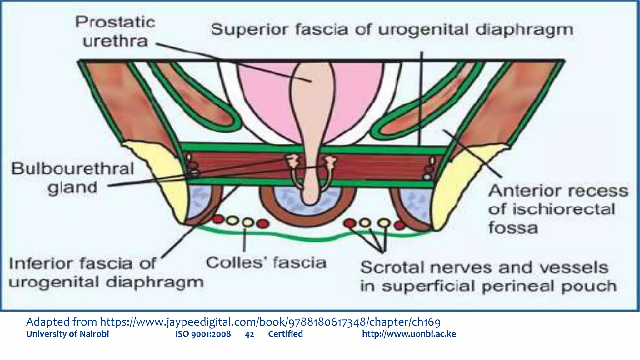 FOURNIERS GANGRENE .ppt