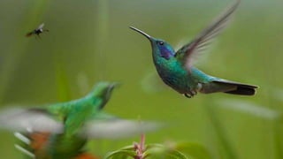 Four seasons costa rica slideshow | PPT