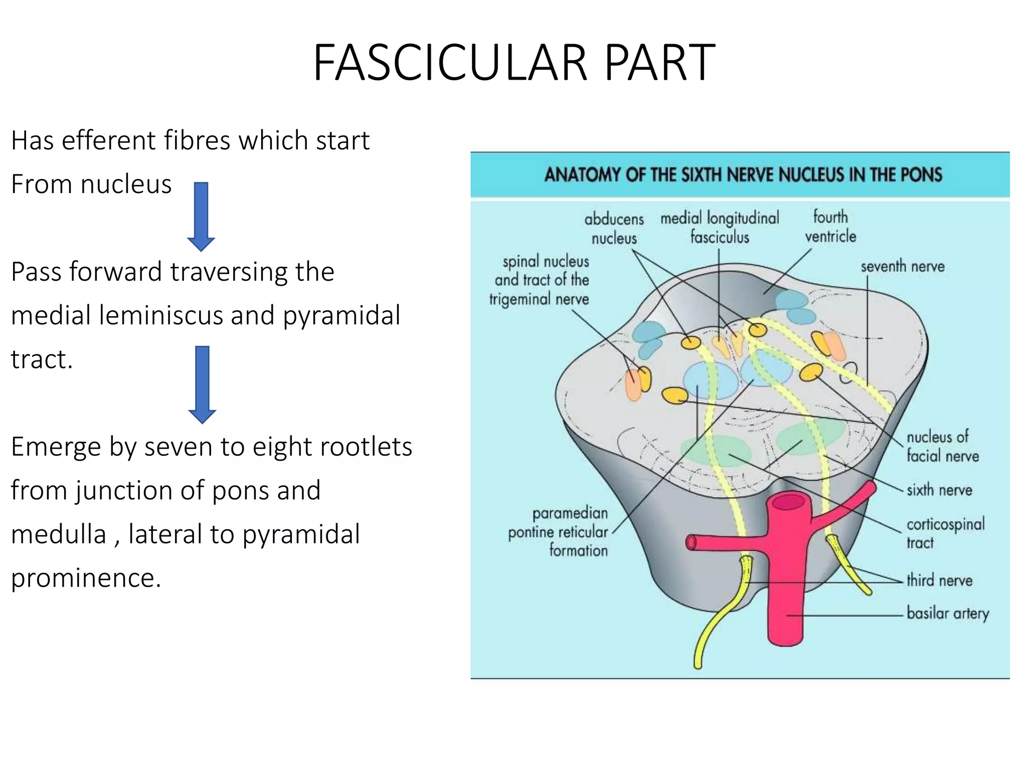 Anatomy of Fourth and sixth cranial nerve | PPTX