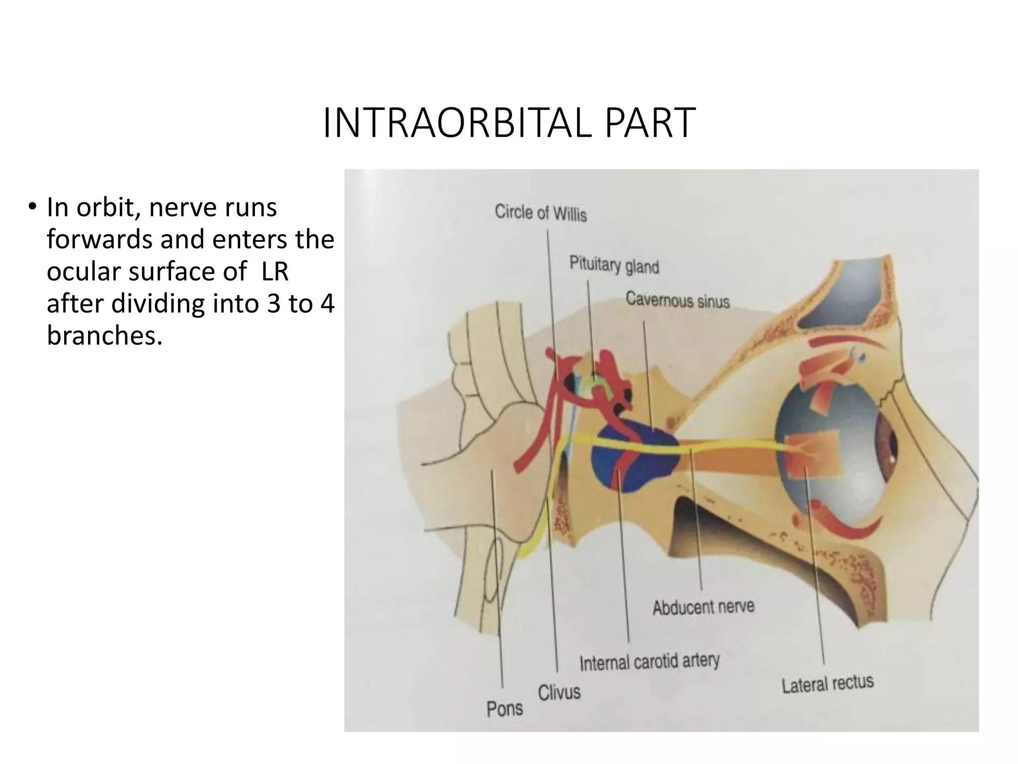 Anatomy of Fourth and sixth cranial nerve | PPTX