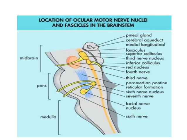Anatomy of Fourth and sixth cranial nerve | PPTX | Eye and Vision ...