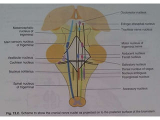 Anatomy of Fourth and sixth cranial nerve | PPTX