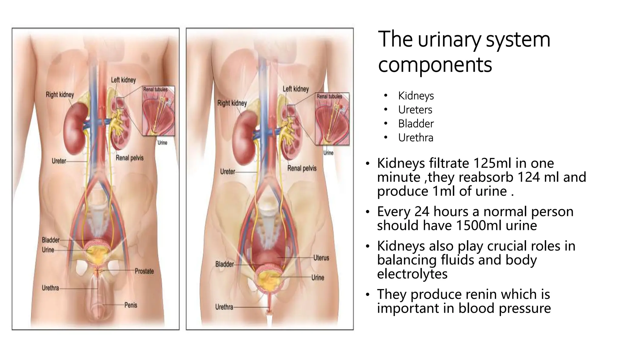 fourth section laboratory physiology.pptx