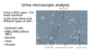 fourth section laboratory physiology.pptx