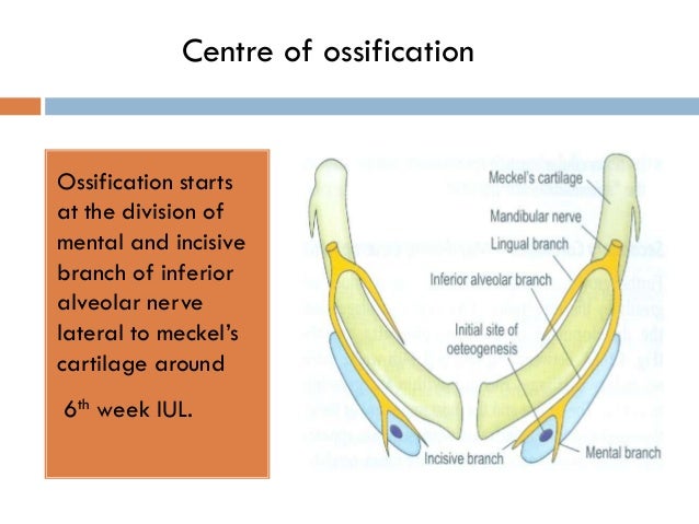 Fourth seminar mandible