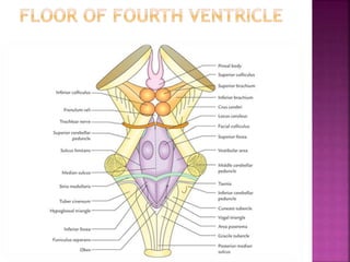 fourth ventricle.pptx