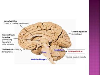 fourth ventricle.pptx
