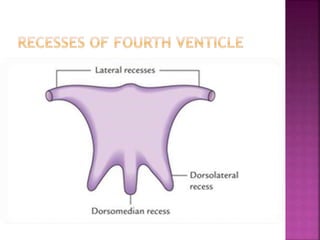 fourth ventricle.pptx