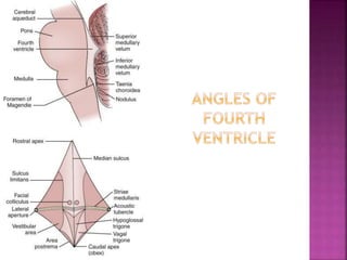 fourth ventricle.pptx