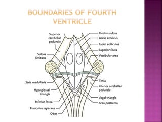 fourth ventricle.pptx