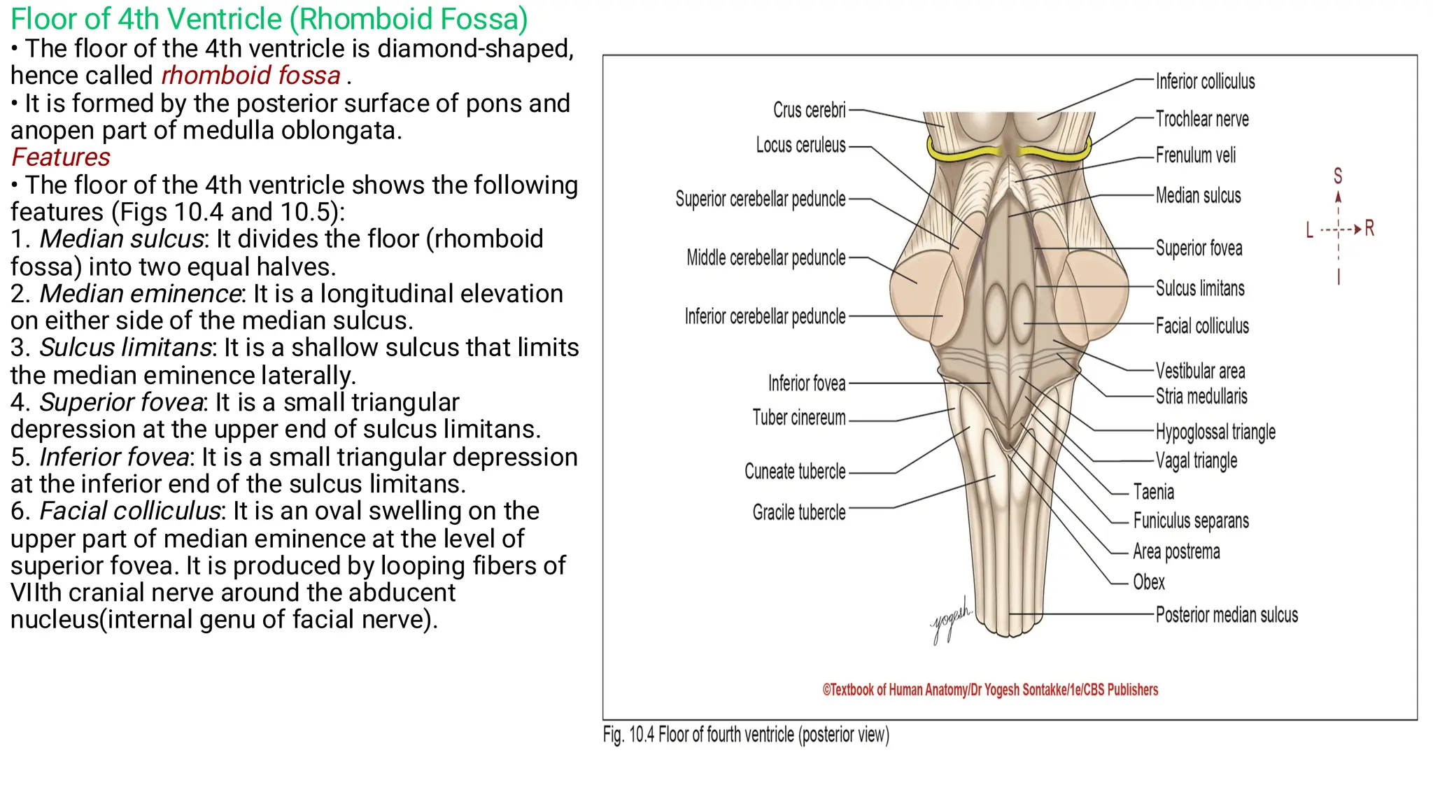 Fourth Ventricle anatomy ppt mbbs 1st year | PDF